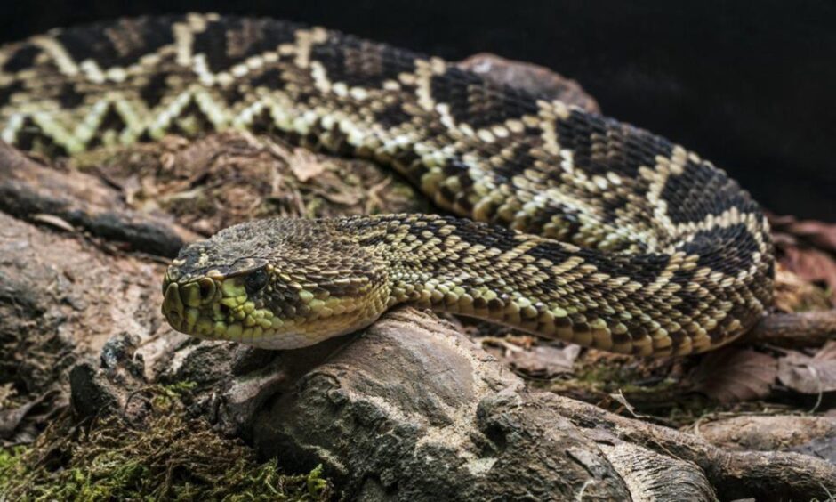 Crocodiles and world's deadliest snakes kept as pets in Angus town