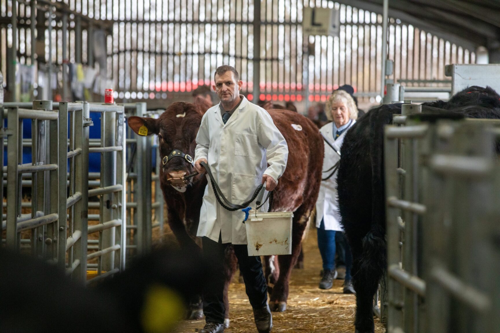 Gallery: Stirling bull sales 2026 draws crowds at agricultural centre