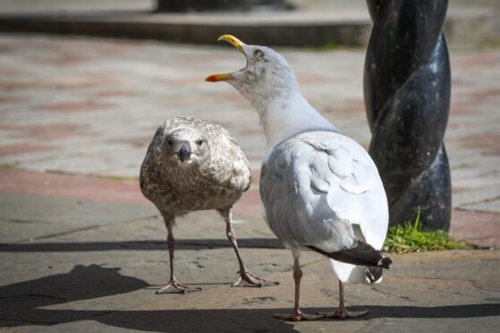 Seagull nuisance tops £50k Angus bird control spend since 2021