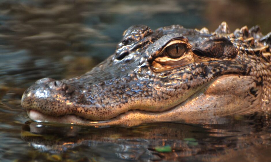 Crocodiles and world's deadliest snakes kept as pets in Angus town