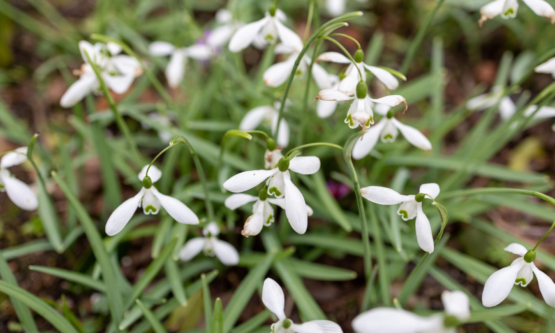 Winter gloom hits Cambo visitors - but snowdrops still enchant