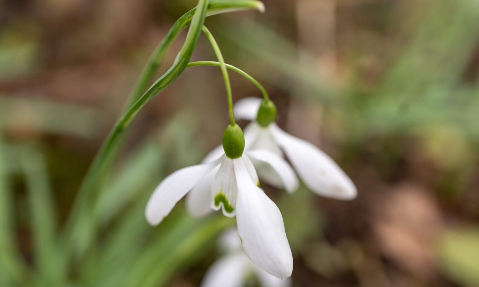Winter gloom hits Cambo visitors - but snowdrops still enchant