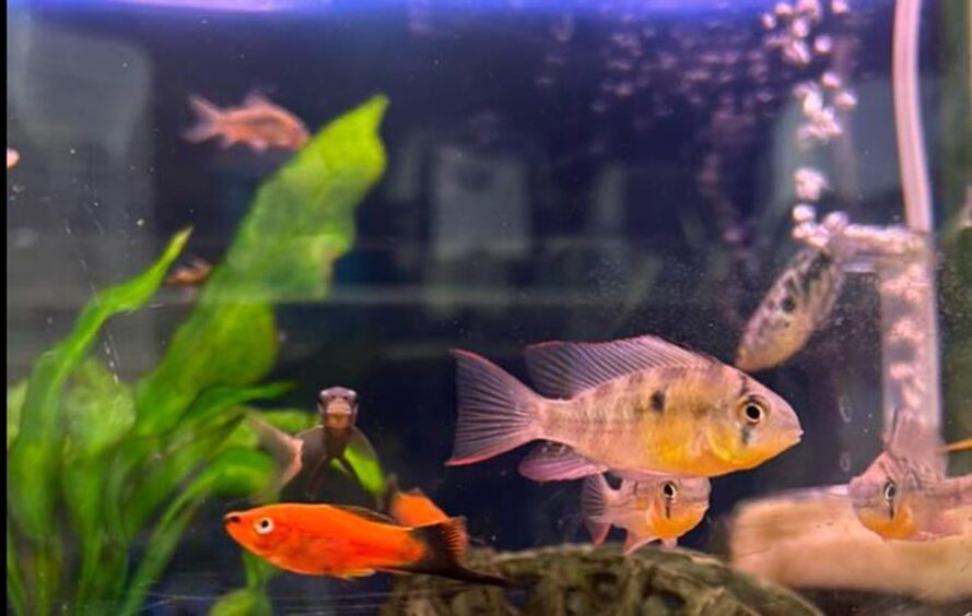 Brechin pet shop Pet's Pantry to close after 33 years on High Street