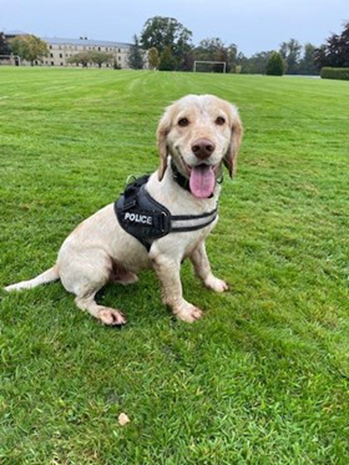 Police dog who saved live of sex offender in Perthshire given award