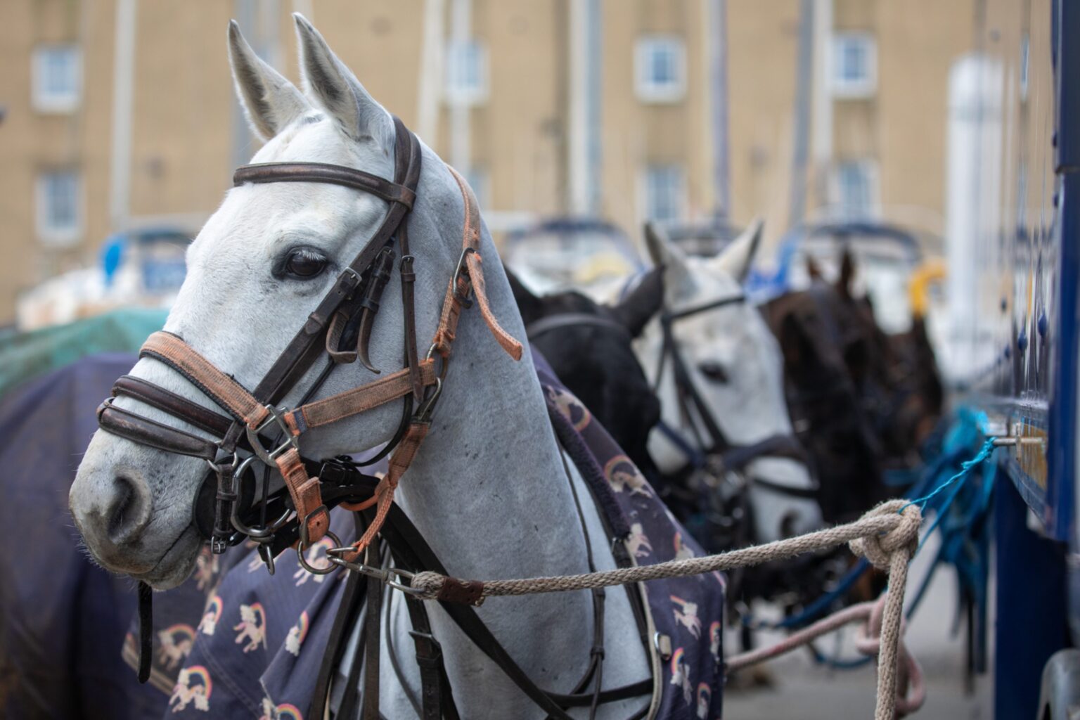 Elie hosts lively beach polo and live music event