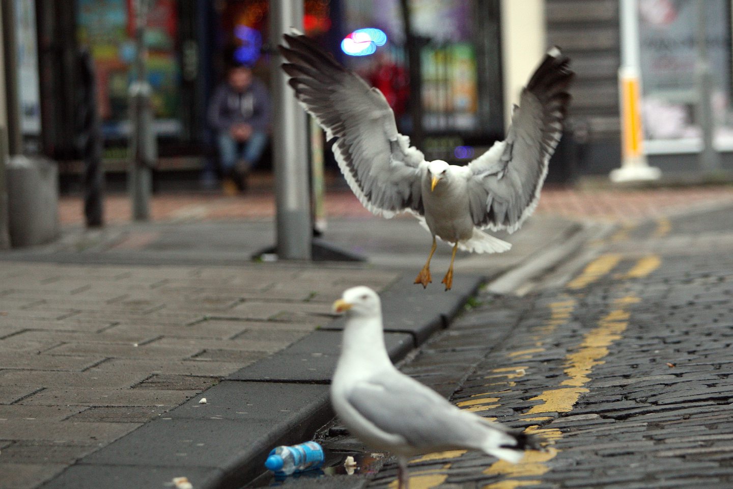 'Human vermin' under attack as readers react to Angus gull control plan