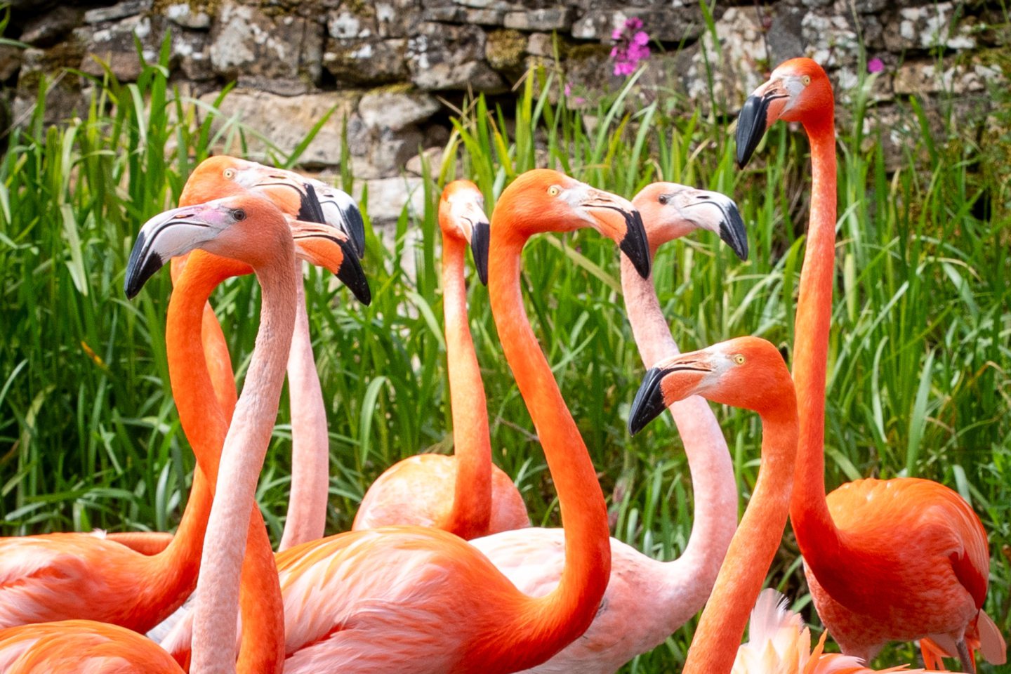 Scottish Deer Centre flamingos set to have crowds flocking