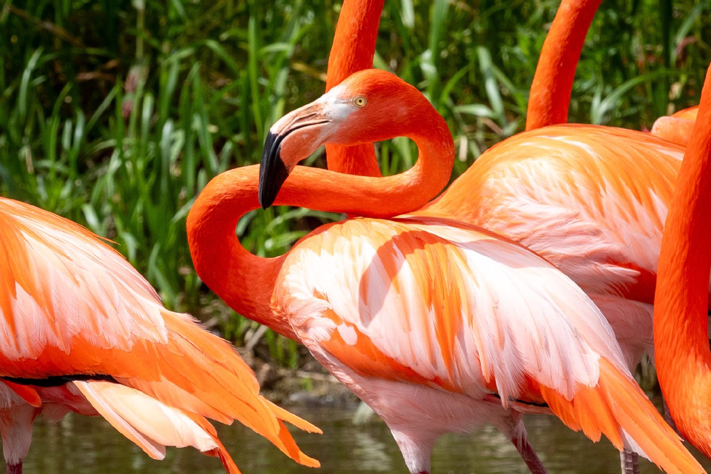 Scottish Deer Centre flamingos set to have crowds flocking