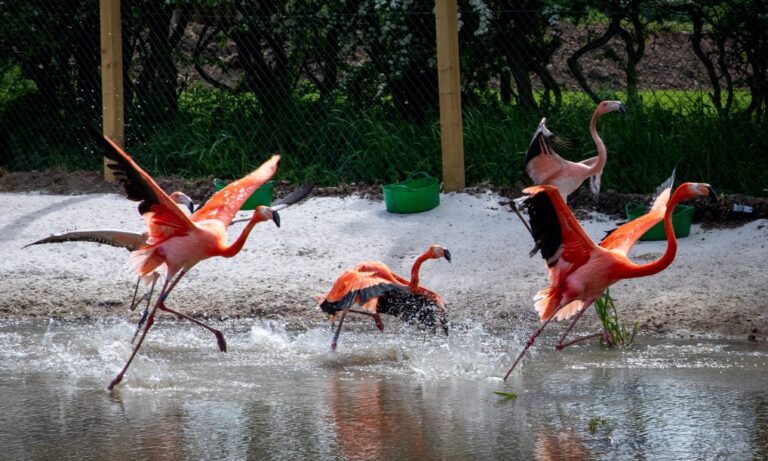 Scottish Deer Centre flamingos set to have crowds flocking