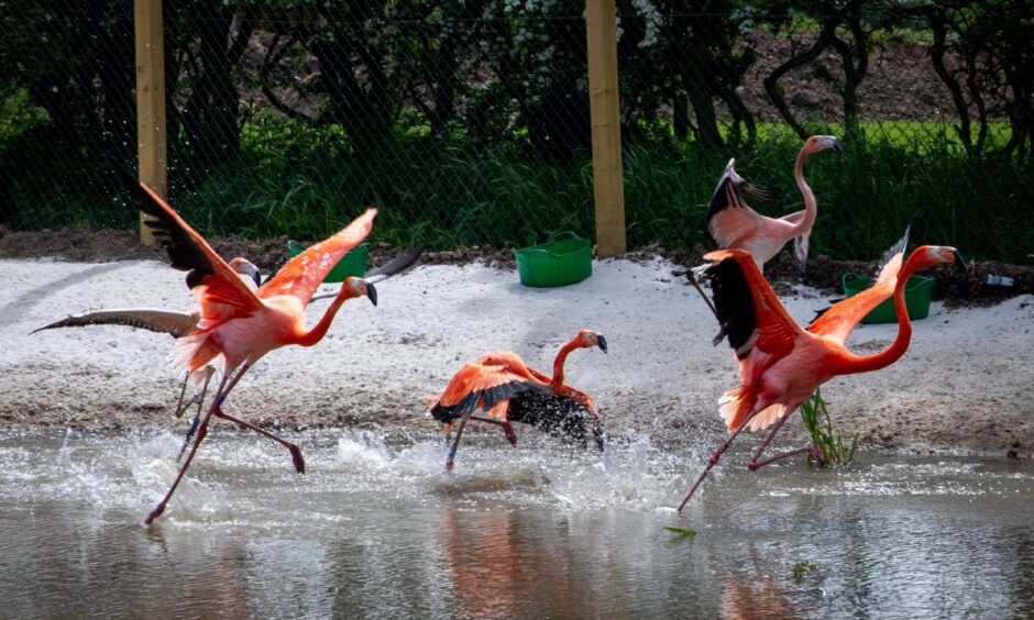 Scottish Deer Centre flamingos set to have crowds flocking