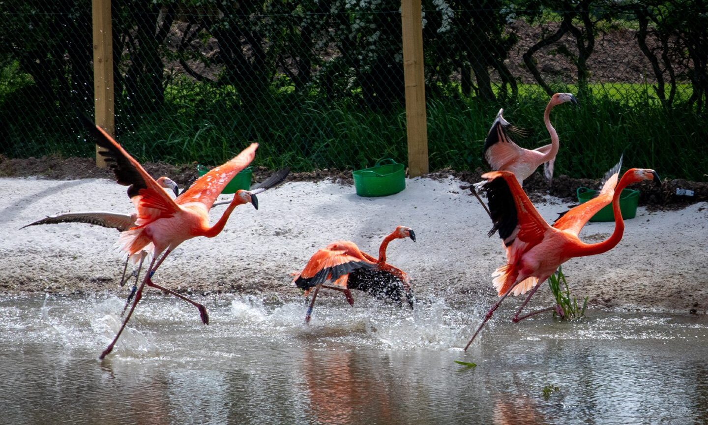 Scottish Deer Centre flamingos set to have crowds flocking