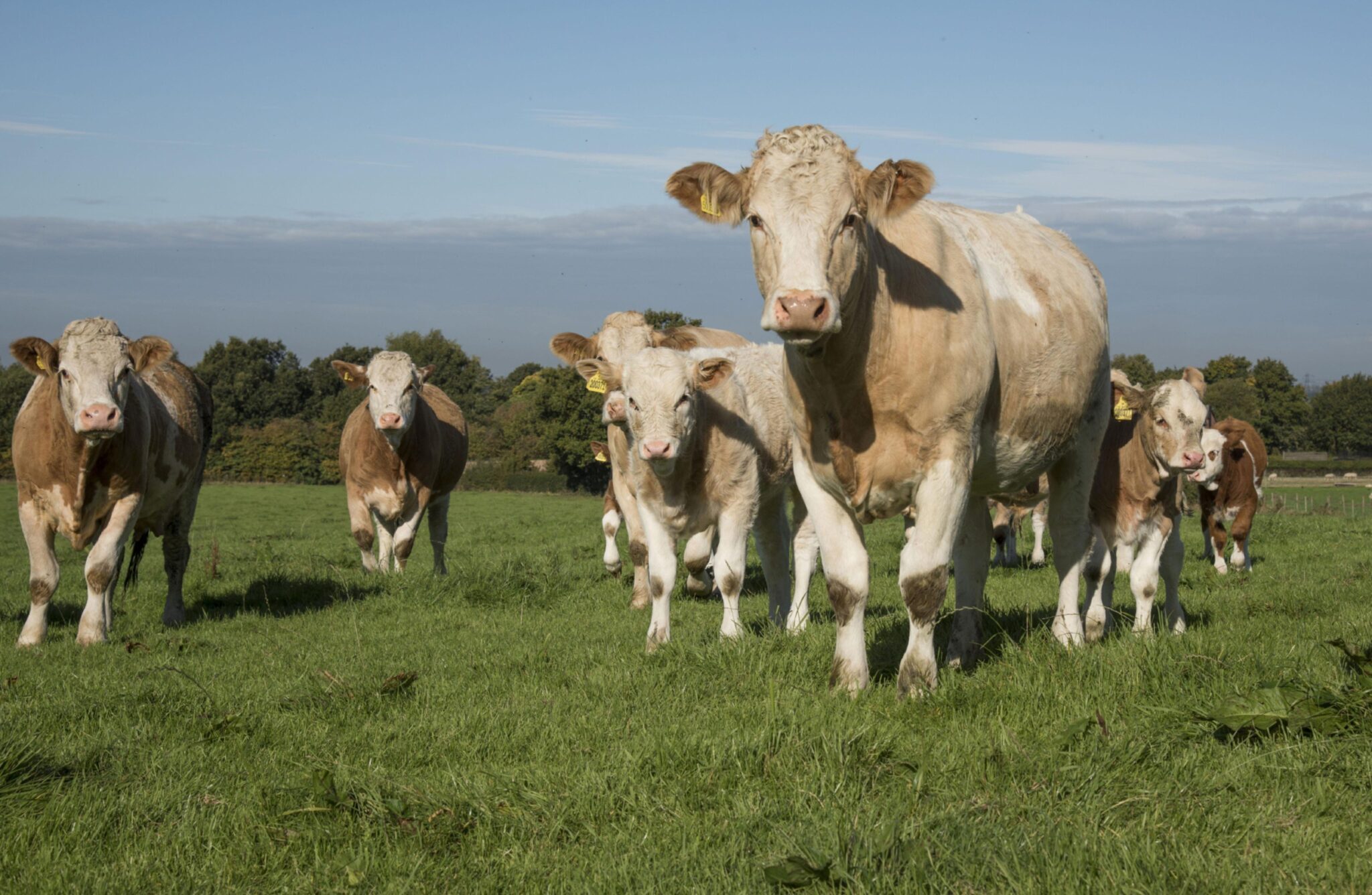 Fife farm to slaughter 271 cattle following inspection