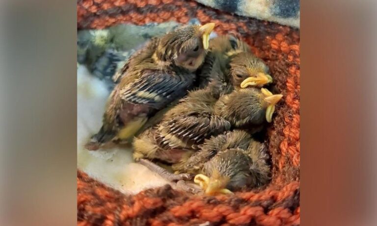 Five chicks rescued after 'bird killed and nest destroyed' in Perth