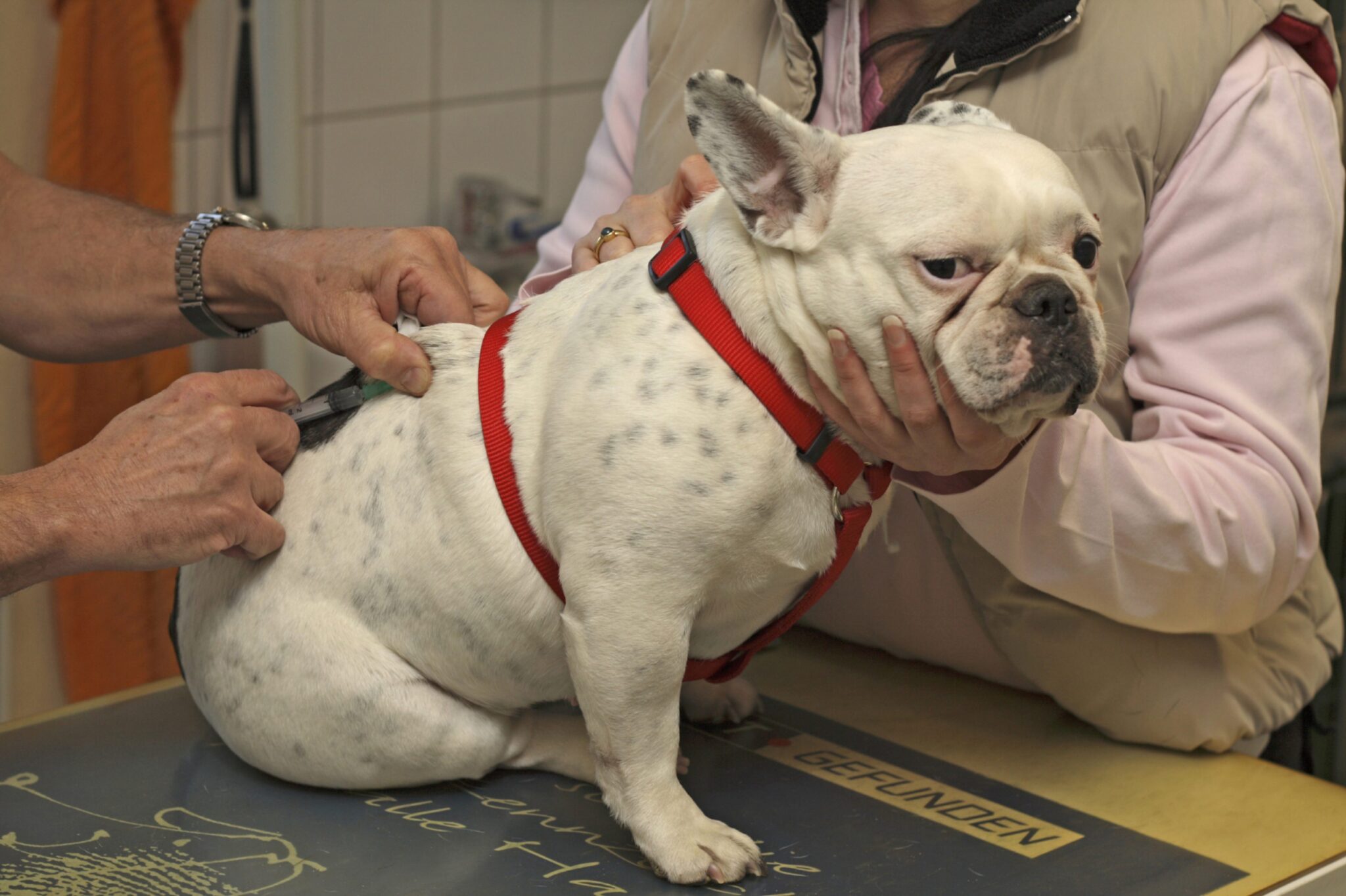 Independent vet practice brings transparent pricing to Perth