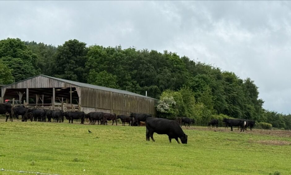 Why Fife farm is set to slaughter 271 cattle after inspection