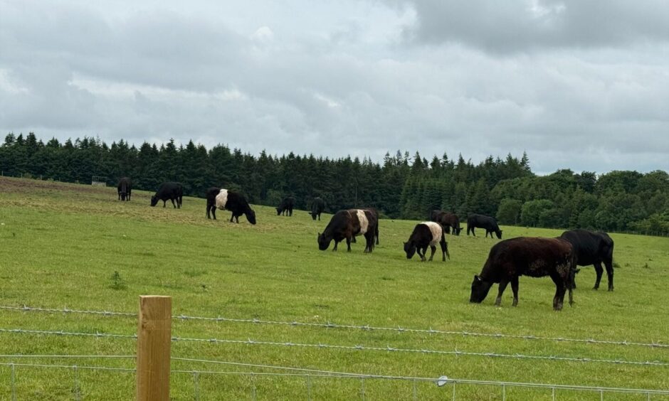 Fife farm to slaughter 271 cattle following inspection