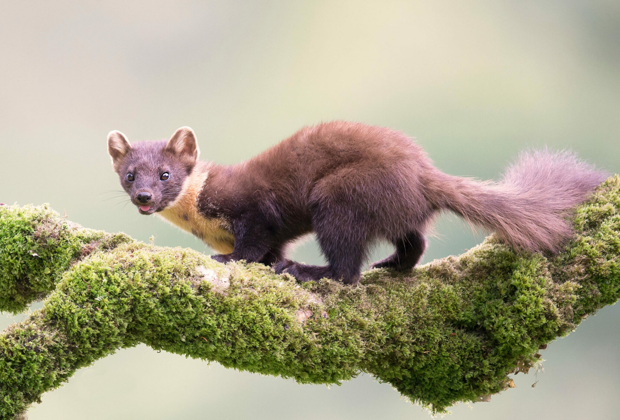 Capercaillie’s struggles? The problem is loss of habitat and humans ...