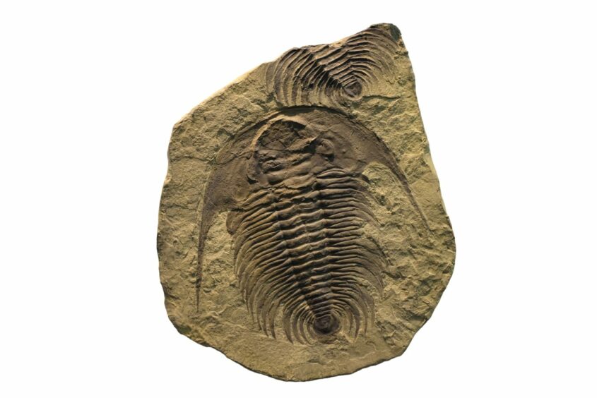 Scotland's plant fossils and the key to the dawn of humankind