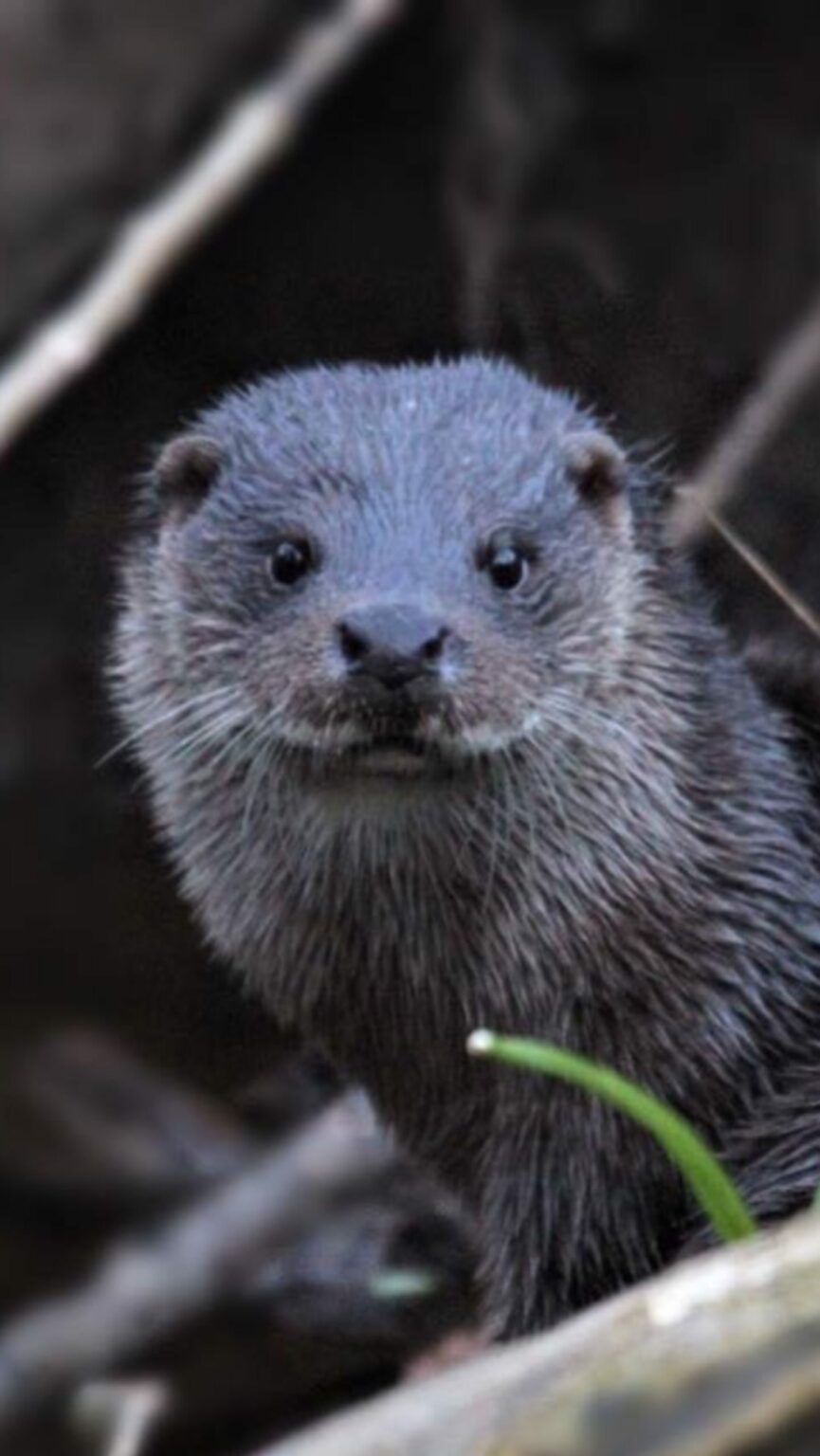 Wildlife photographer Ross Lawford on how chronicling otters saved his ...