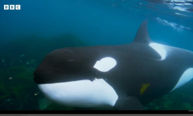 And then there were two: Fears for Scotland’s at-risk orca pod destined ...