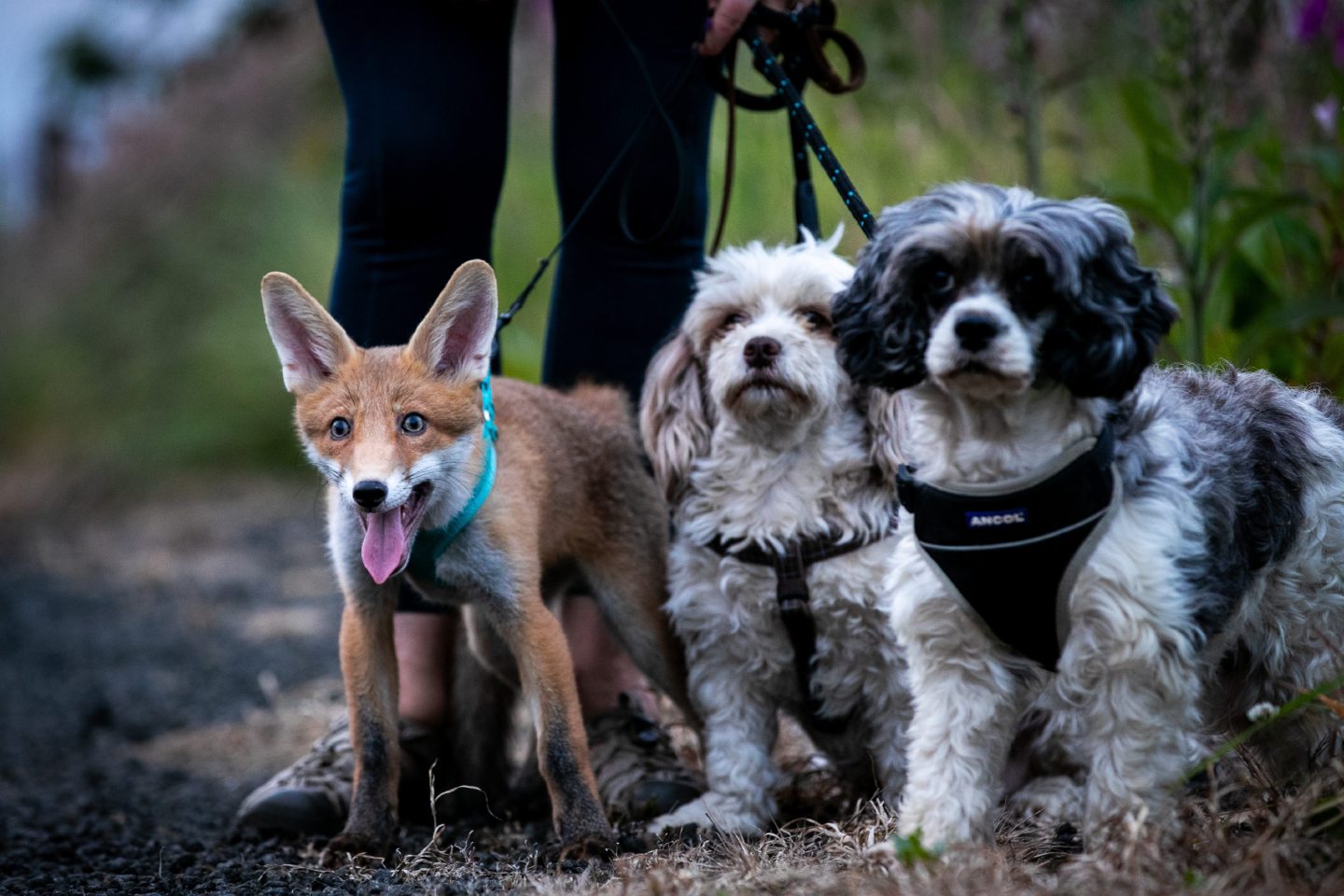 Meet Dougal, the four-month fox cub who thinks he’s one of the family dogs