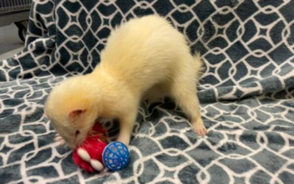 Scottish SPCA see rise in animal adoption