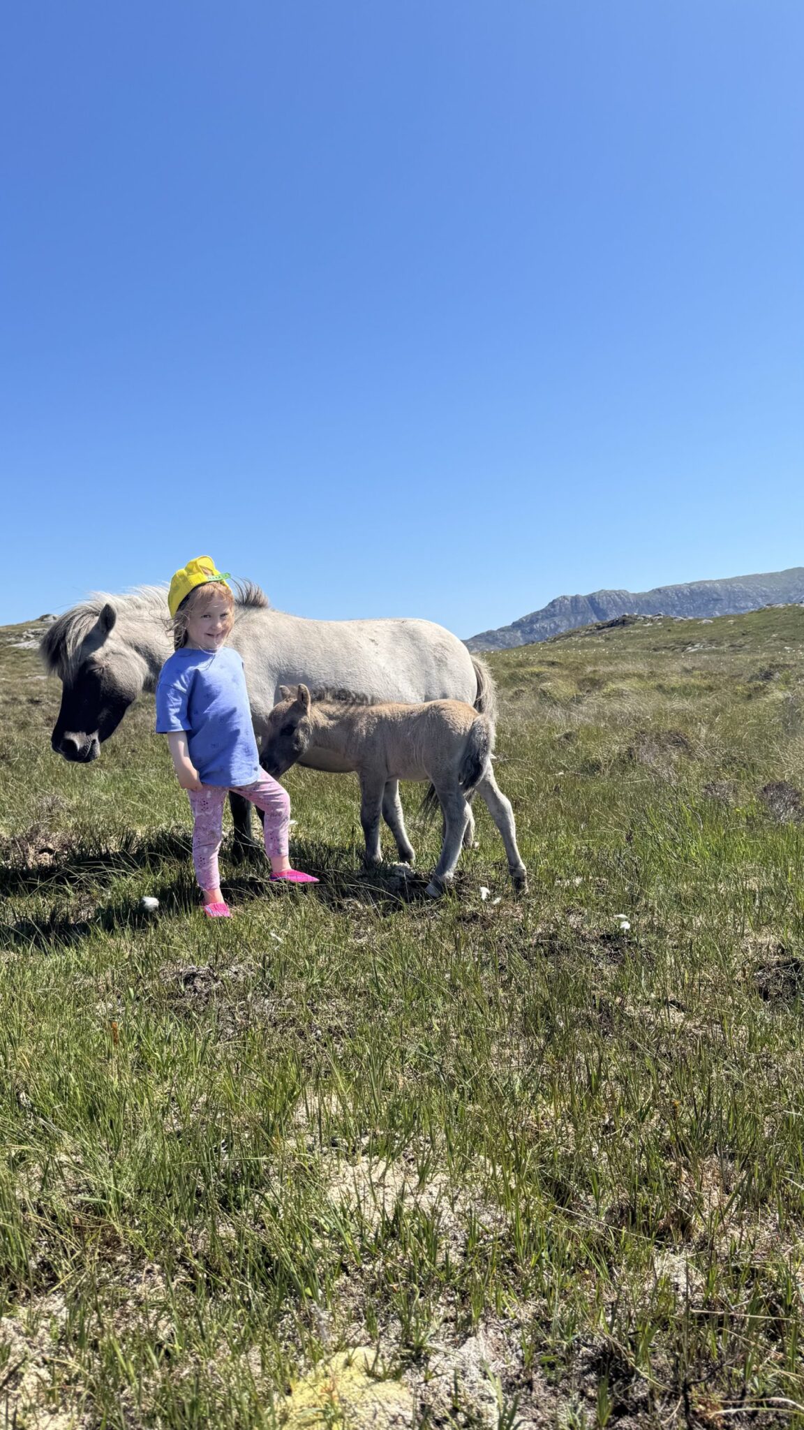 Are sea eagles behind mystery disappearance of Shetland ponies?