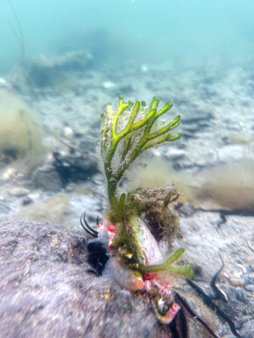 Underwater artist Christina Riley captures marine life of Argyll coast