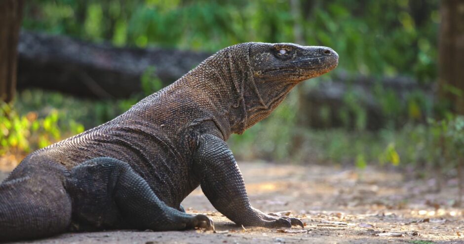 Travel: Visiting the tourist-eating dragons of Komodo