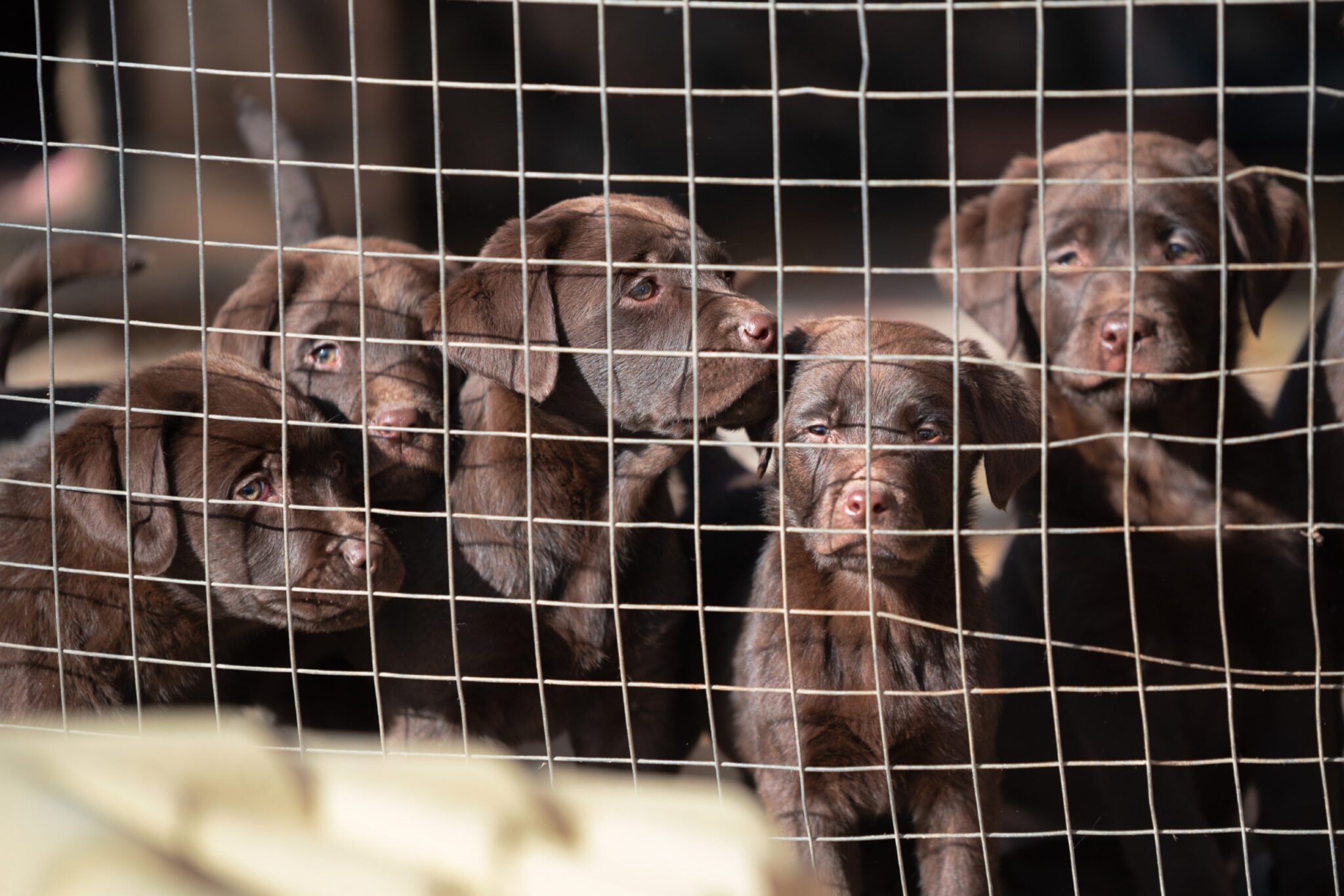 Sentence delay for puppy farm couple exposes ‘SNP neglect of justice ...