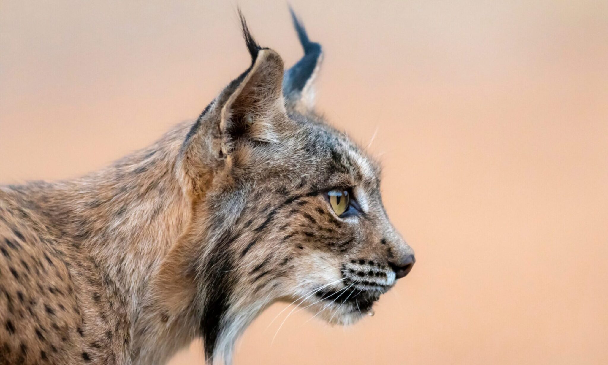 Divided opinions on lynx reintroduction in Scottish Highlands