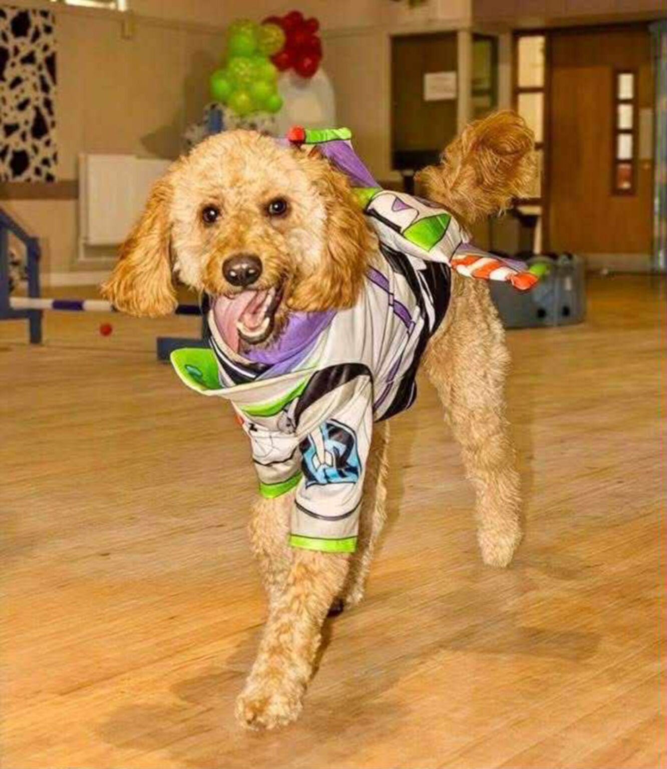 Unleash the fun! Rise in dog birthday parties across Scotland