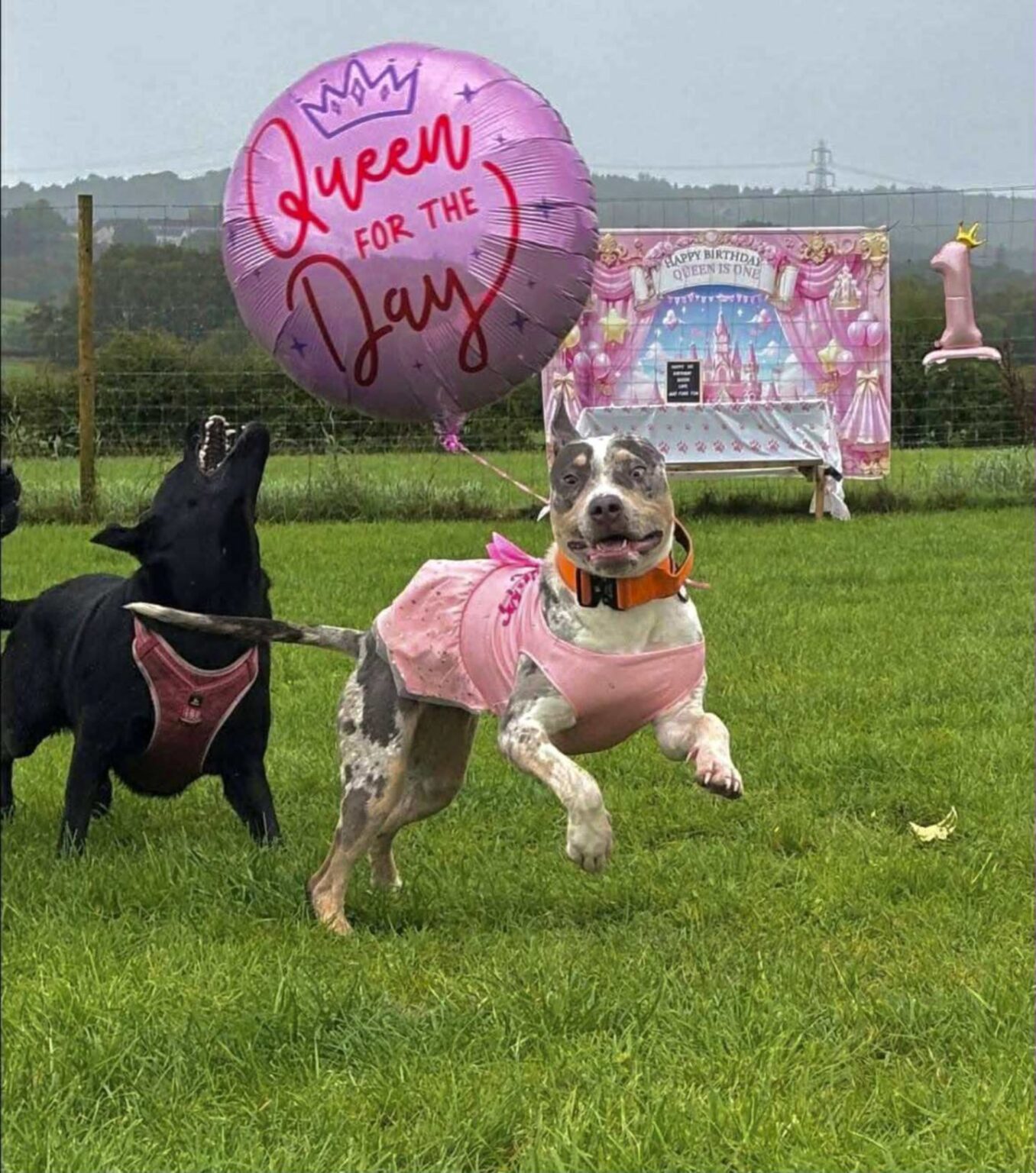 Unleash the fun! Rise in dog birthday parties across Scotland