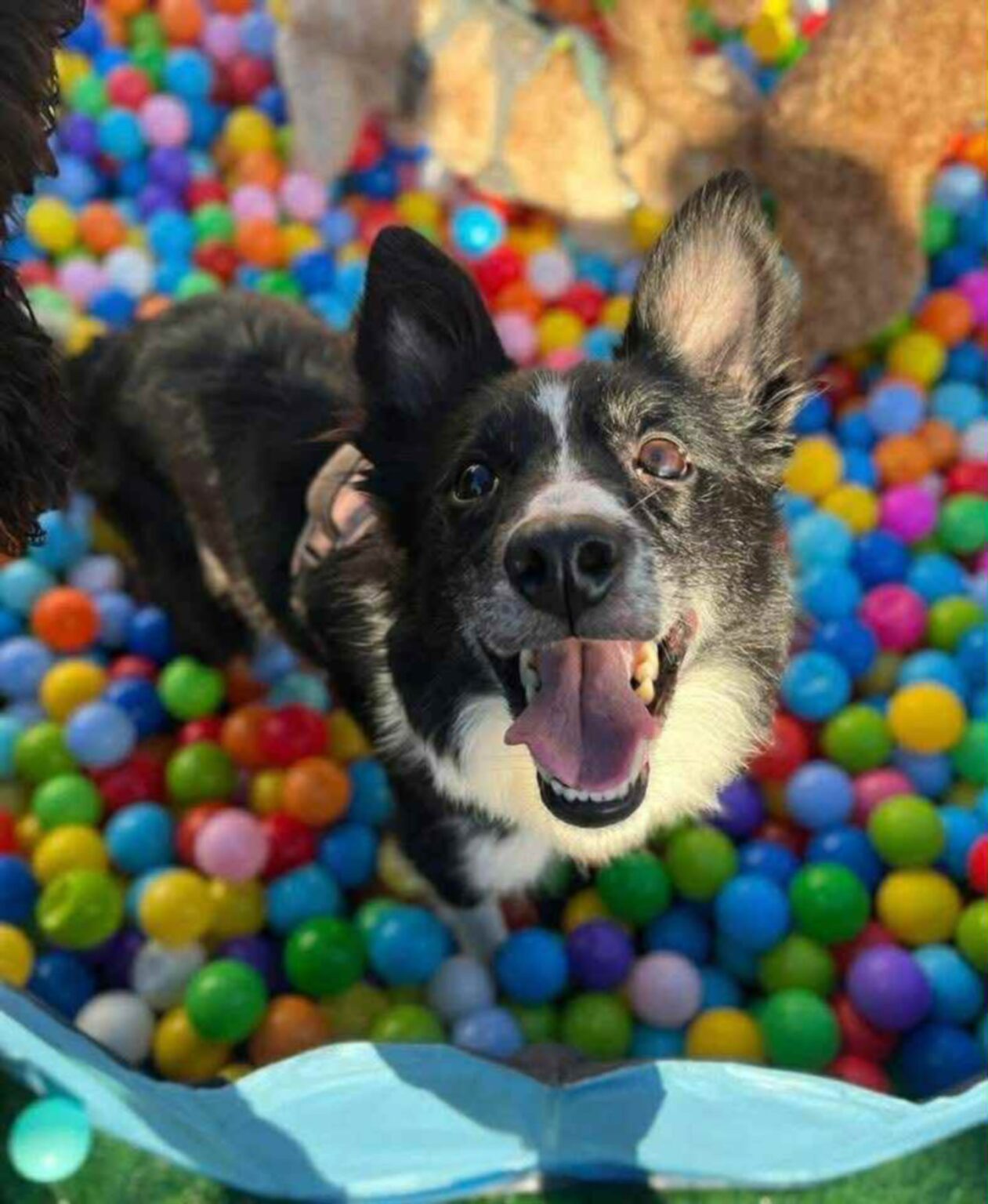 Unleash the fun! Rise in dog birthday parties across Scotland