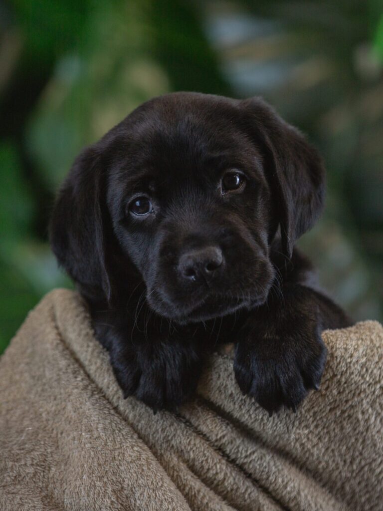 Apply to see if you could raise a guide dog puppy in Scotland today