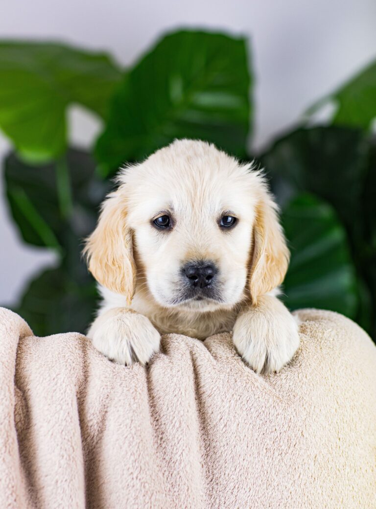 Apply to see if you could raise a guide dog puppy in Scotland today