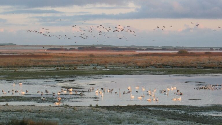 RSPB event to take place at Loch of Strathbeg - Press and Journal