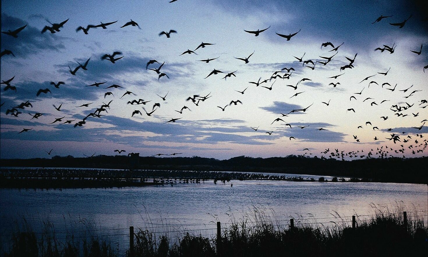 Loch of Strathbeg Nature Reserve awarded £47k to support wildlife