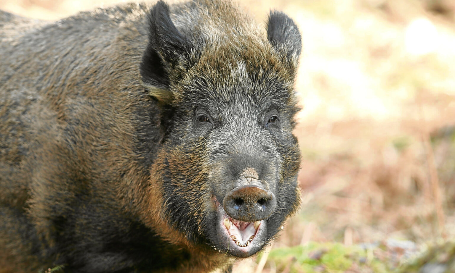 Feral pigs or wild boar - debate on nightly visitors in the Highlands