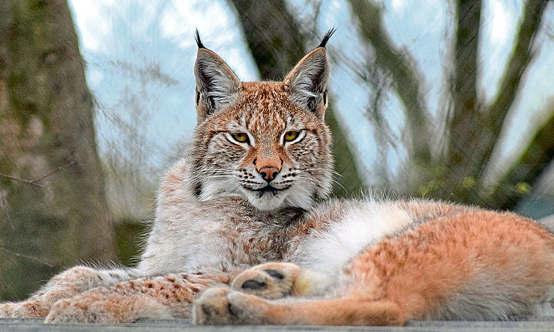 Reintroduction of lynx to UK vetoed by Defra - Press and Journal