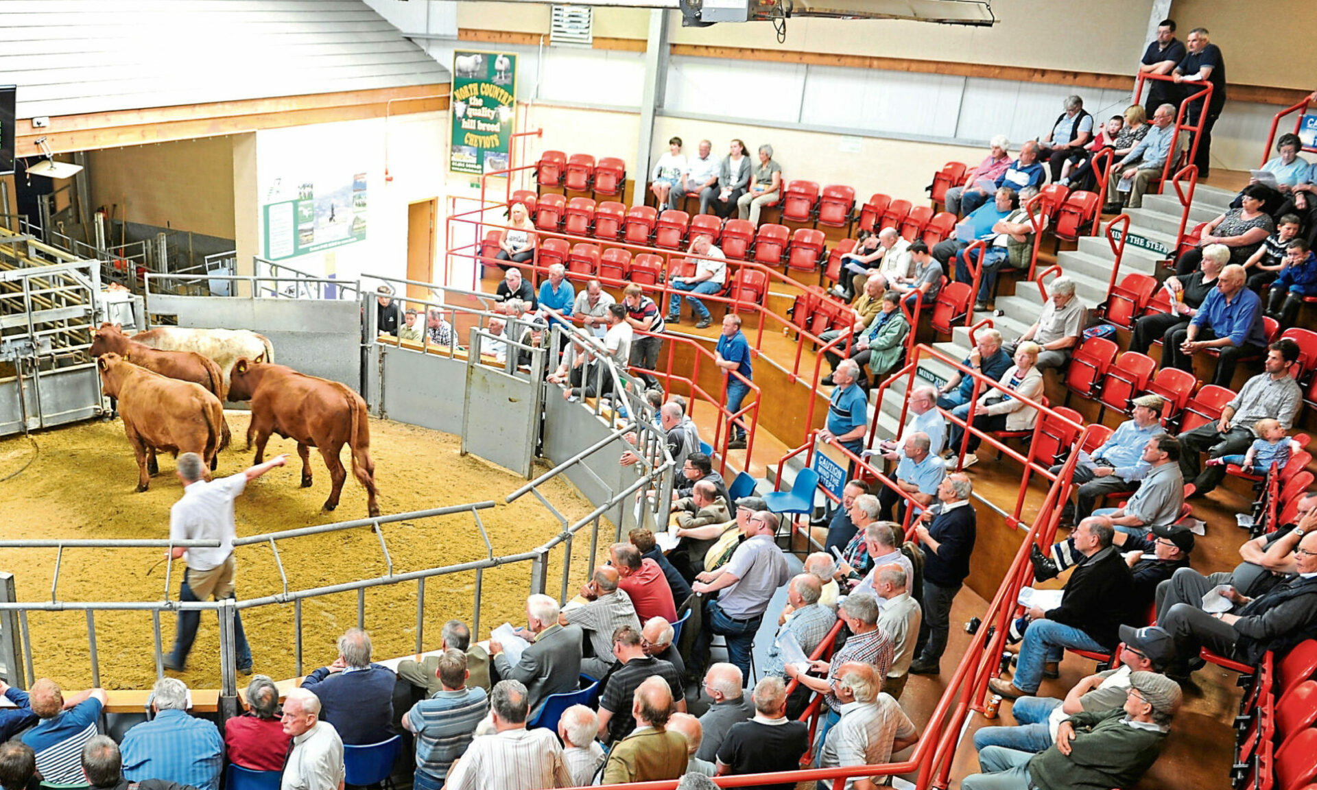Dingwall Mart cancels livestock sales due to adverse weather - Press ...