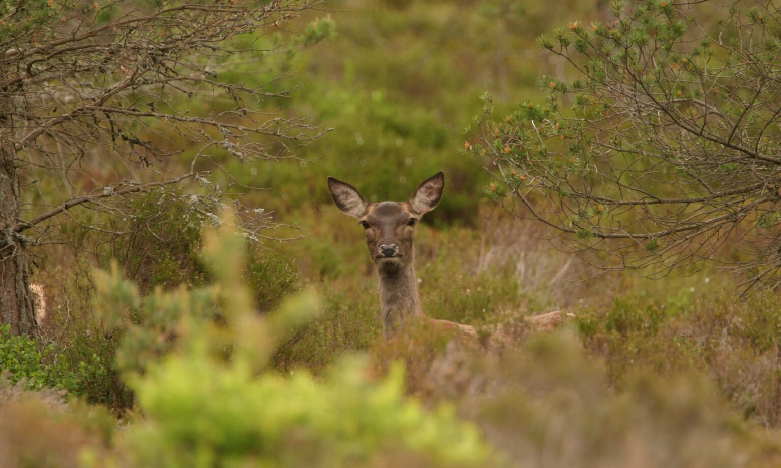 Appeal launched after red deer shot and left to suffer in Glen Etive