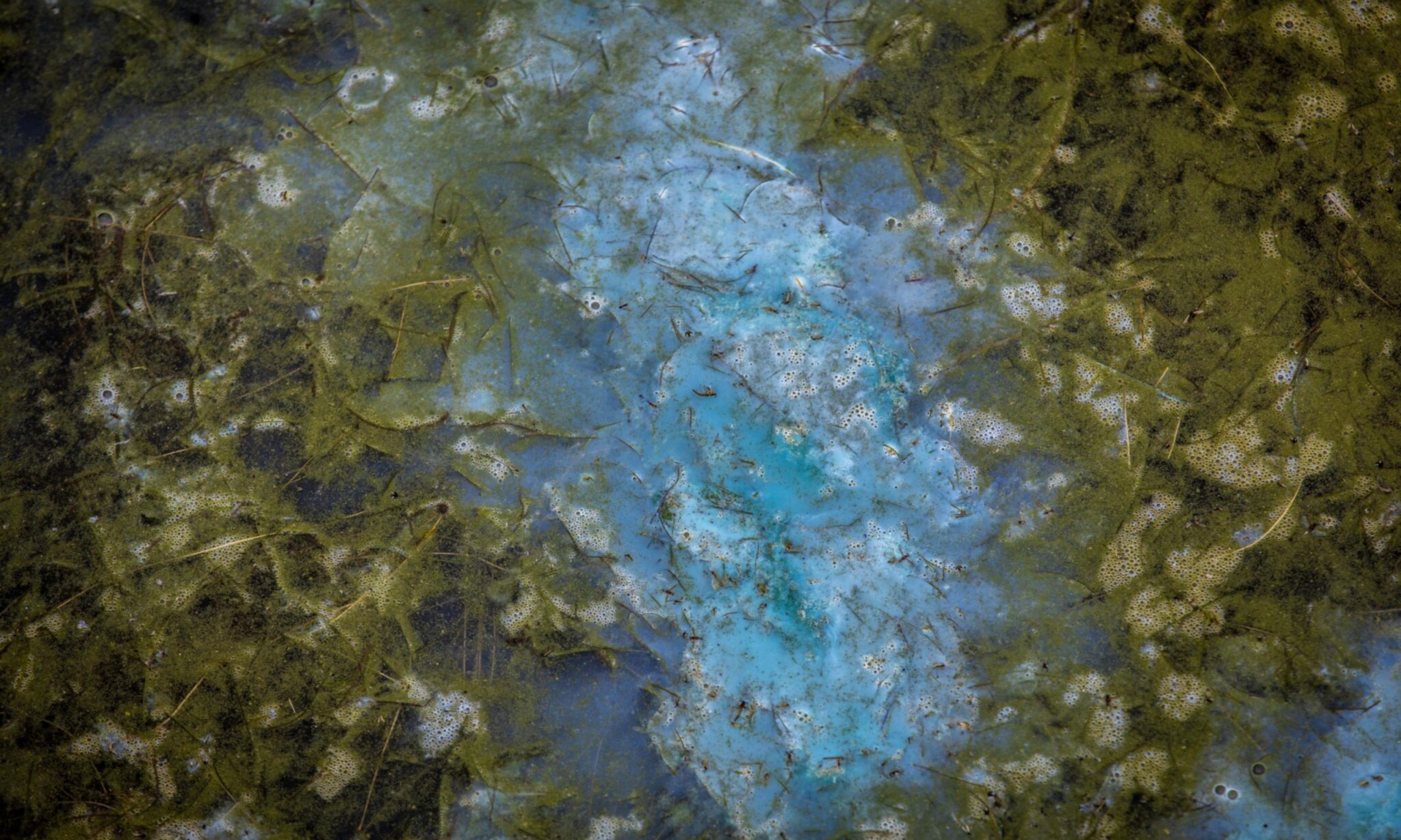 Harmful blue-Green Algae warning for Loch Watten in Caithness