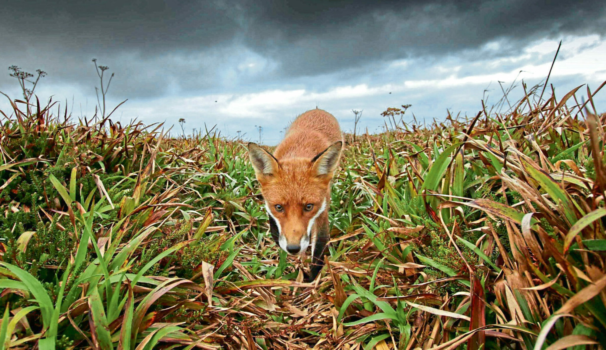 Aberdeen seaman saves fox from drowning in Harbour