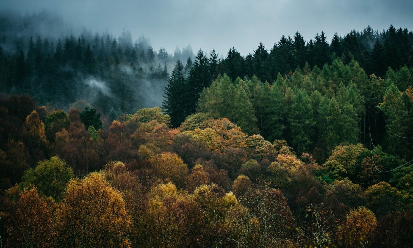 Survey reveals eight in 10 Scots support reforestation in the Highlands ...