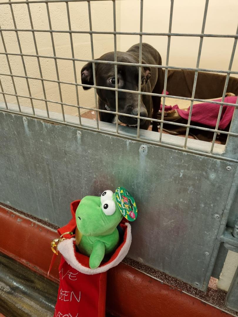 The story behind Santa's visit to Mrs Murray's Cat and Dog Home
