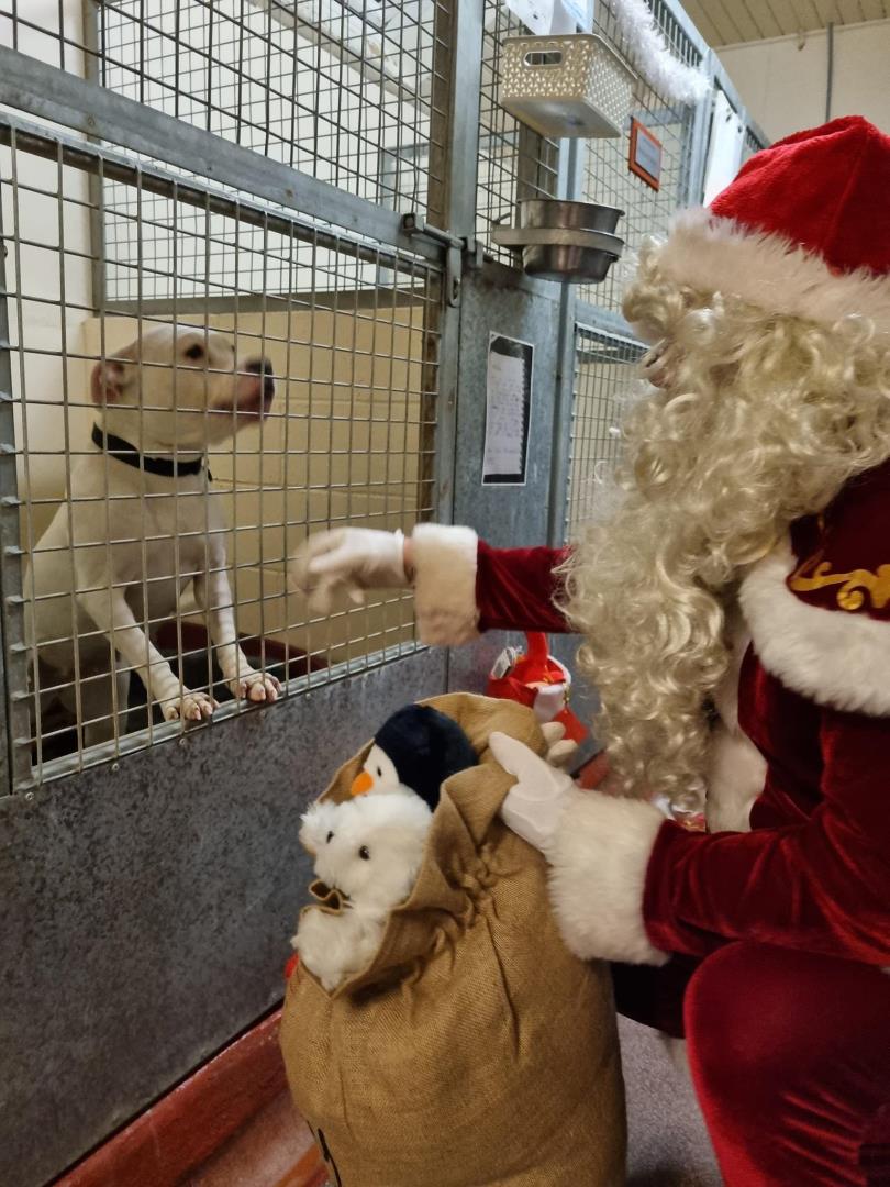 The story behind Santa's visit to Mrs Murray's Cat and Dog Home