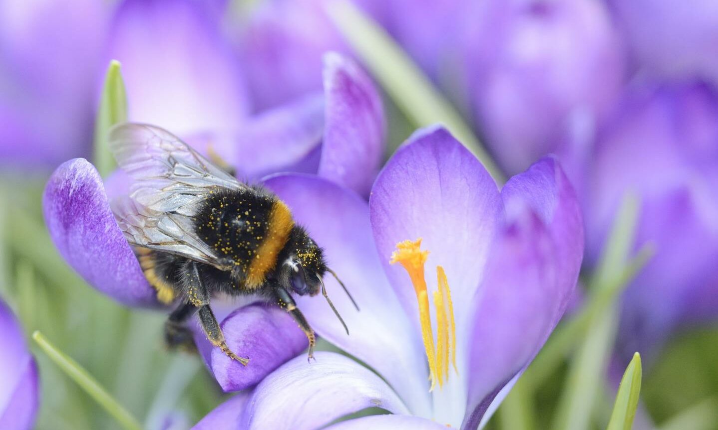 Hope for bees as report shows Scotland is doing 'its utmost' to ...
