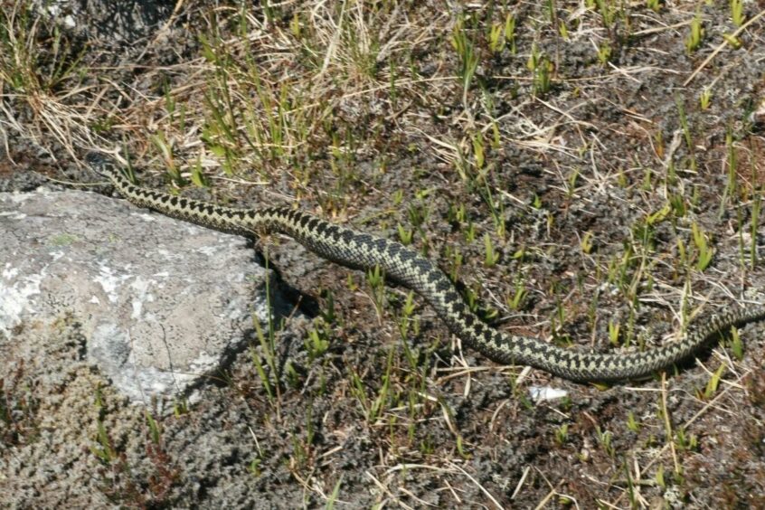 Adders: All you need to know about the UK's only venomous snake