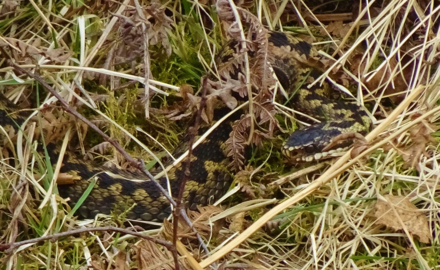 Adders: All you need to know about the UK's only venomous snake